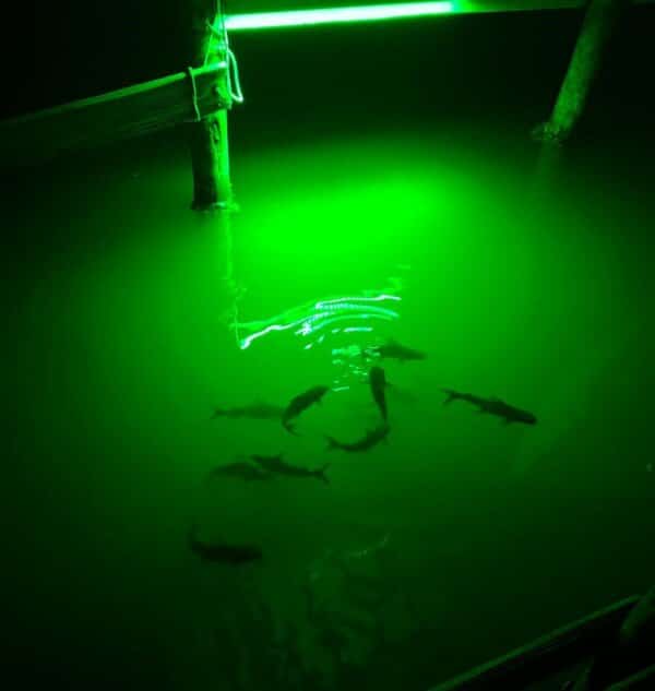 The Science Behind Green Fishing Lights - UGL Custom Lighting